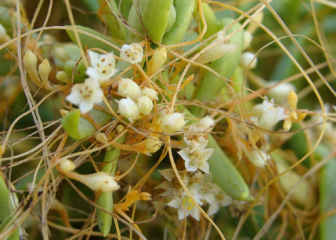 Saltmarsh Dodder, Cuscuta pacifica